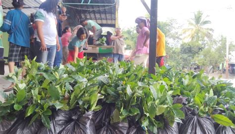 Bantuan Pengembangan Tanaman Kopi Didistribusikan Di Samosir