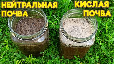 Как узнать кислотность почвы в домашних условиях Youtube