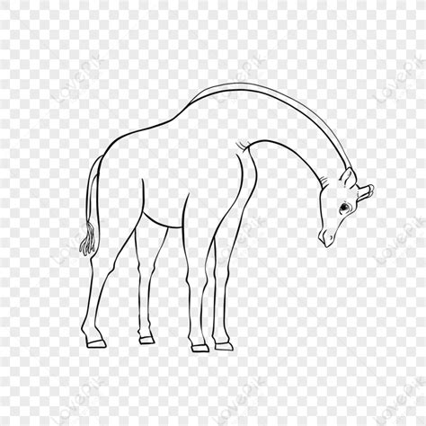 Hình ảnh Con Hươu Cao Cổ Màu đen Và Trắng Con Hươu Cao Cổ Cúi đầu Xuống Bản Vẽ Trẻ Em Dễ Thương