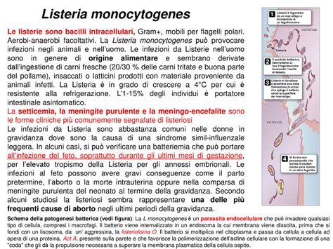 Streptococcus Agalactiae Ppt Scaricare