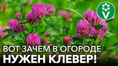 Клевер как сидерат: плюсы и минусы, когда сеять