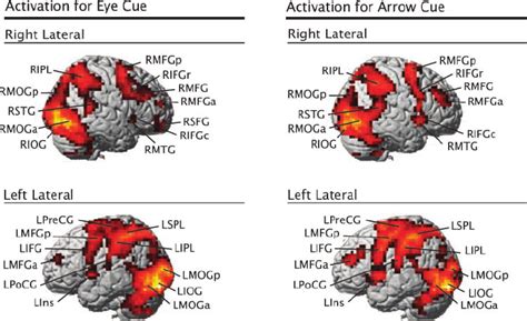 Attentional Orienting Network Independent Analyses Of The Bold