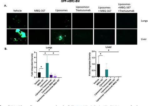 Figure 6 From Efficacy And Delivery Strategies Of The Dual Raccdc42