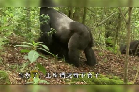 雄性企鹅为了吸引雌性企鹅的目光搭建石头房子奇形怪状好搞笑 石头 目光 企鹅