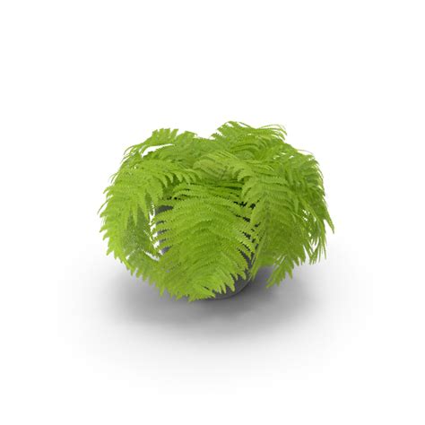 Fern Png Images And Psds For Download Pixelsquid