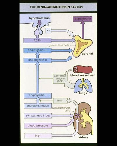 Endocrine Causes Of Secondary Htn Flashcards Quizlet
