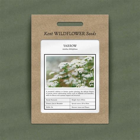 Yarrow Seeds Achillea Millefolium Kent Wildflower Seeds