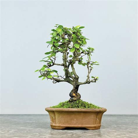 Chinese Elm Bonsai Ulmus Parviflora Height Tree Cm Depth