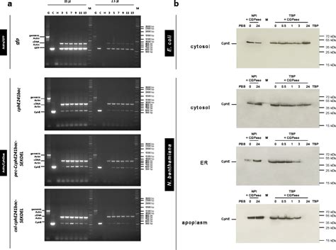 Analysis Of The Transcript Levels And The Proteolytic Susceptibility Of