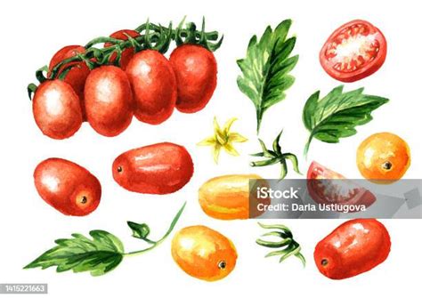 신선한 익은 빨간색과 노란색 체리 토마토 손으로 그린 수채화 그림 흰색 배경에 고립 건강한 생활방식에 대한 스톡 벡터 아트 및 기타 이미지 건강한 생활방식 건강한