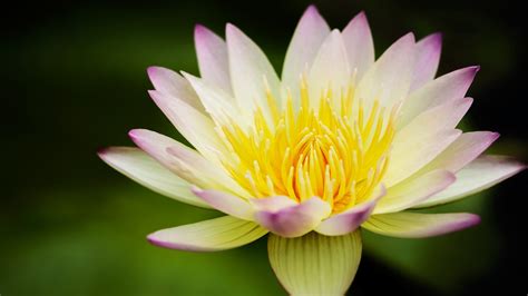 Flowers Gallery