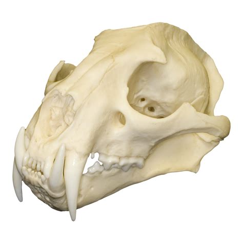 Replica Clouded Leopard Skull Skulls Unlimited International Inc