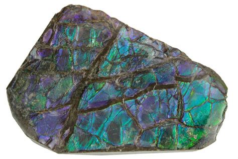 16 Iridescent Ammolite Fossil Ammonite Shell Blues And Purples