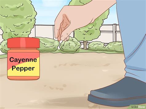 How To Keep Squirrels Away Effective Tips