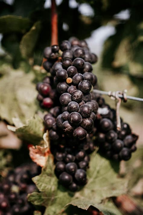 건강한 식생활 과일 과일 맛 나파 나파 밸리 농업 덩굴 무성한 초목 미국 북미 북부 캘리포니아 붉은 포도 비 티스 비니 페라 수직 쐈어 수확 식물