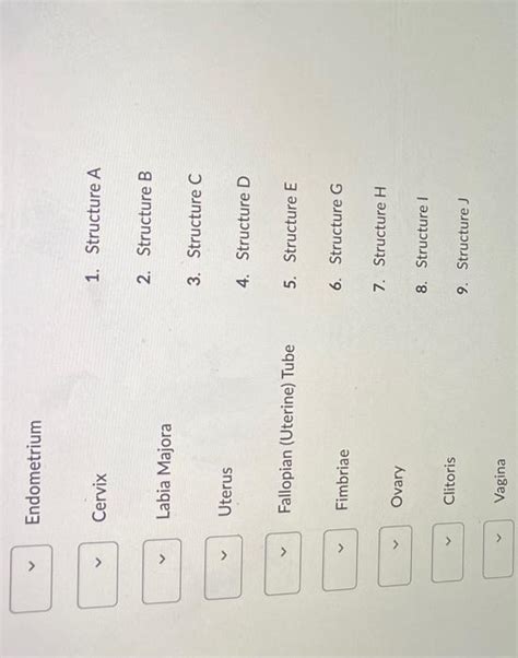 Solved The Reproductive System Question 1 12 Points Match Chegg Com