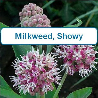 Milkweed Showy Cypress Basin Master Gardeners Association