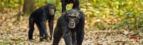 Chimpanzee Trekking In Kalinzu Forest GorillaLand Safaris