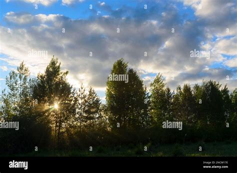Bright Sun Behind The Trees In The Woods Behind A Field Of Grass Sits In The Sunset Over The