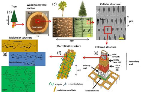 cell wall polymers structure in trees from tree to molecules a a