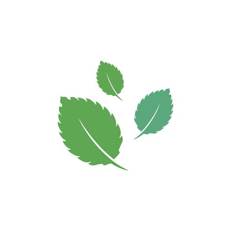 Ilustración De Icono De Vector De Hoja De Menta 14813257 Vector En Vecteezy