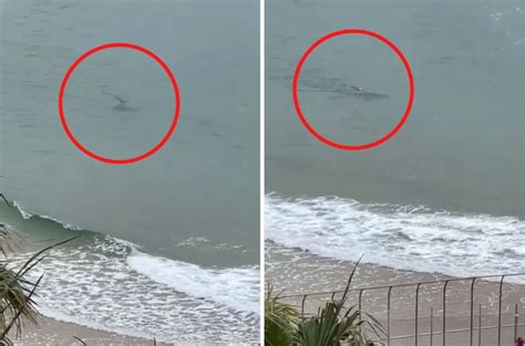 Watch Massive Shark Spotted In The Shallow Waters In Plettenberg Bay