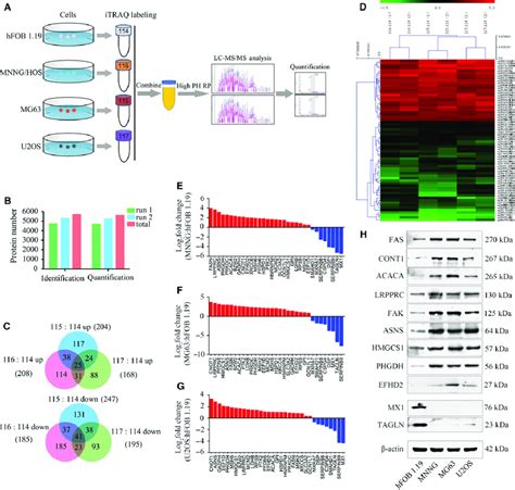 Experimental Workflow And Results Of The Quantitative Proteomic