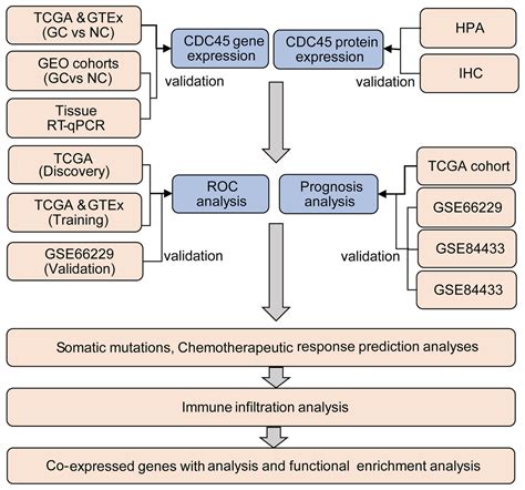 Validation Of Cdc45 As A Novel Biomarker For Diagnosis And Prognosis Of