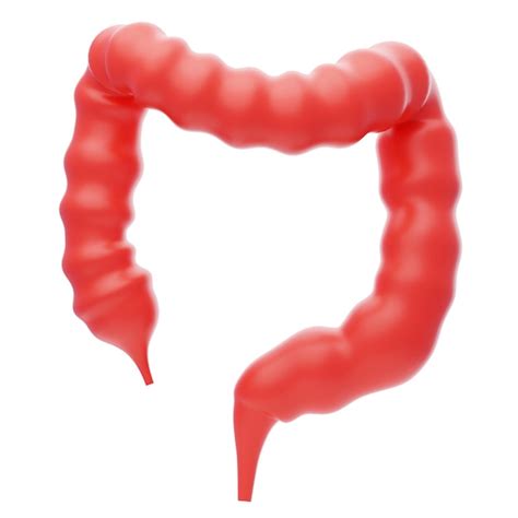 Premium Psd Large Intestine 3d Icon