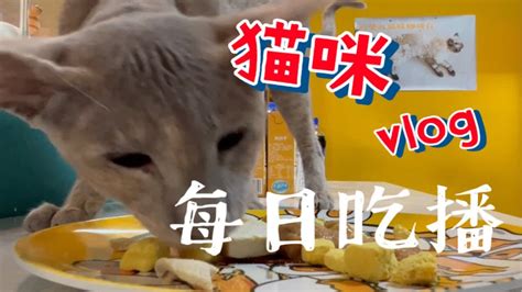 猫咪助眠吃播221208 Youtube