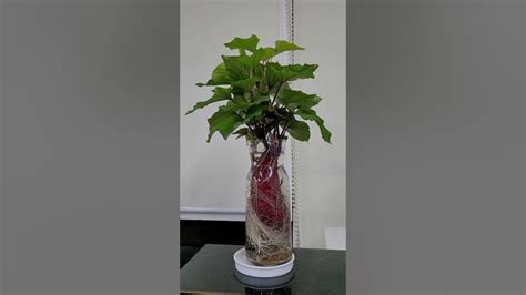 고구마 수경재배 고구마순 고구마 수경재배 Youtube