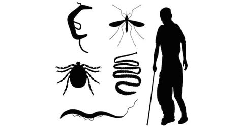Tropical Parasitology Protozoans Worms Vectors And Human Diseases