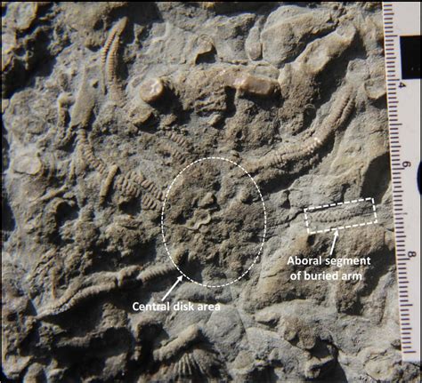 A Fossil Urasterellid Asteroid Asteroidea Echinodermata From The