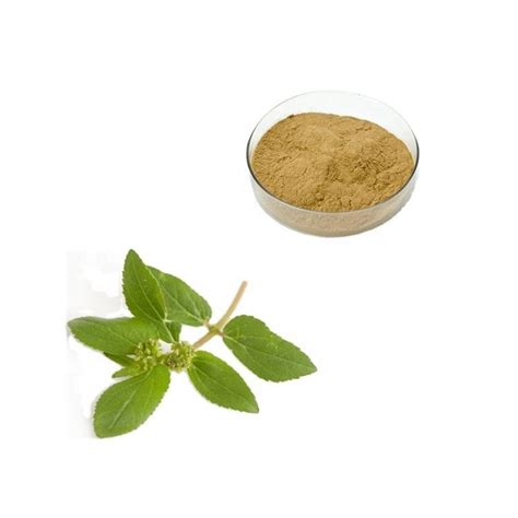 Euphorbia Hirta Extract 1kg To 25kg At ₹ 1550kg In Nagpur Id