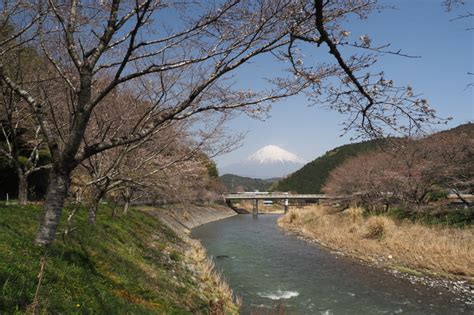 20240331 静岡市内某所にて富士山と桜 青のち橙の日々