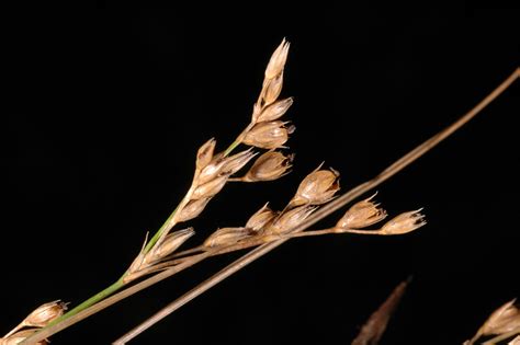 Juncus Secundus Juncaceae