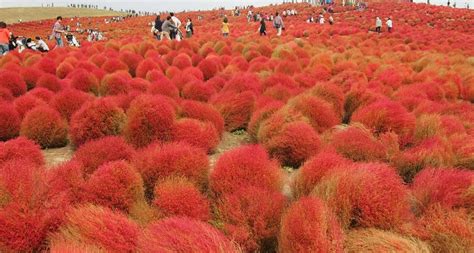 Hitachi Seaside Park Kochia Carnival 2024