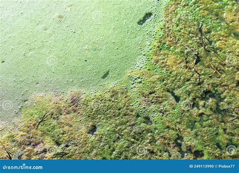 Swamp Algae Green Algae Patterns On The Water Green Swamp The