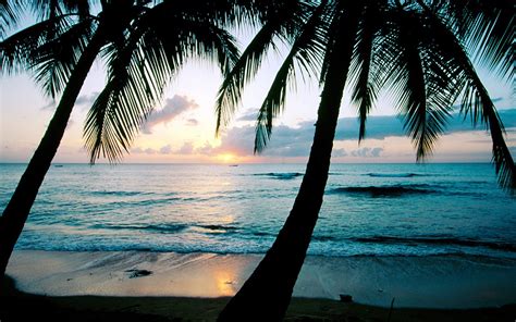 Palm Tree Sunset Wallpaper 1 17 1680x1050 Wallpaper Download Palm Tree Sunset Wallpaper