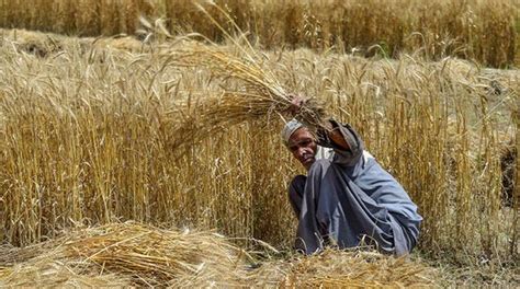 پنجاب حکومت گندم خریداری پرکوئی فیصلہ نہ کرسکی، کسانوں نے کل تک کی ڈیڈ