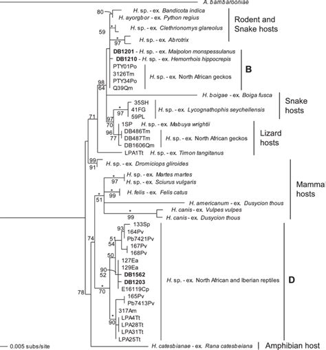 estimate of relationships based on an ml analysis bootstrap values for