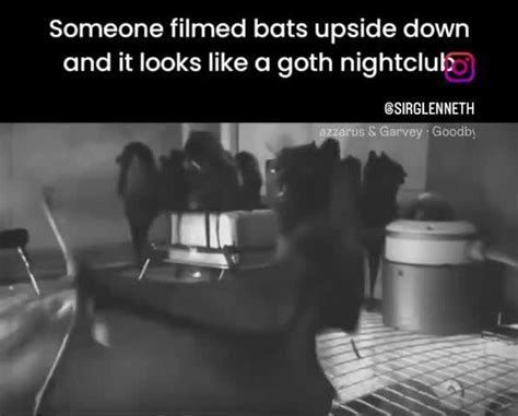 Летучие мыши снятые перевёрнутой вверх ногами камерой выглядят как готы на дискотеке