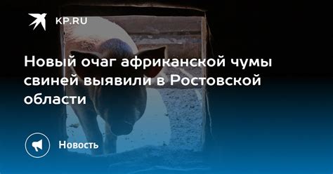 Новый очаг африканской чумы свиней выявили в Ростовской области Kp Ru