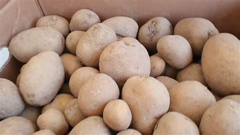 씨감자 수미와 두백 품종을 아시나요 심는요령은 Youtube