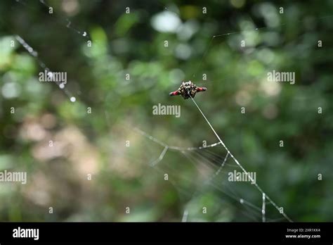 Ventral Side View Of A Spiny Backed Orb Weaver Spider Belonging To The