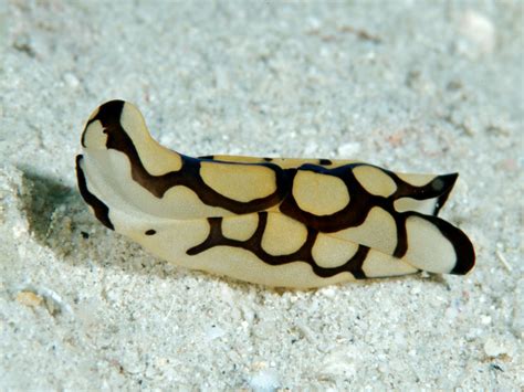ワモンキセワタ Izuzuki海の生き物大図鑑 笑
