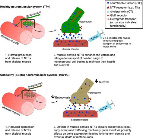 Slow Axonal Transport Definition