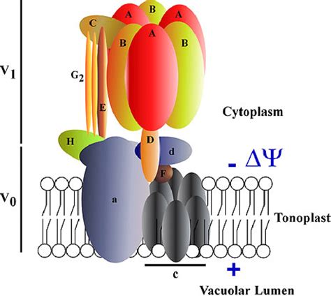 Topological Model Of The Yeast V Atpase According To Arata Et Al