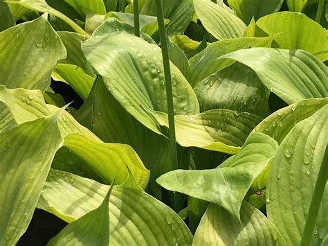 Hosta Sum And Substance Van Zelst