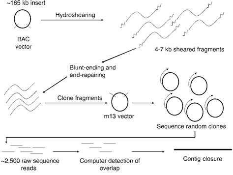 Bacterial Artificial Chromosome Bac Library Shotgun Subcloning And Download Scientific